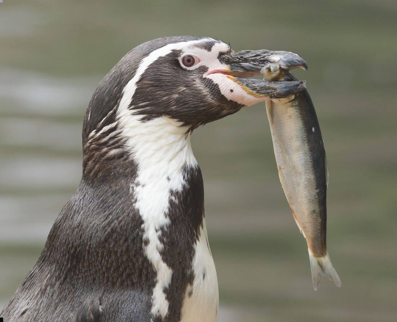 Penguins | Flightless Birds of the Southern Hemisphere
