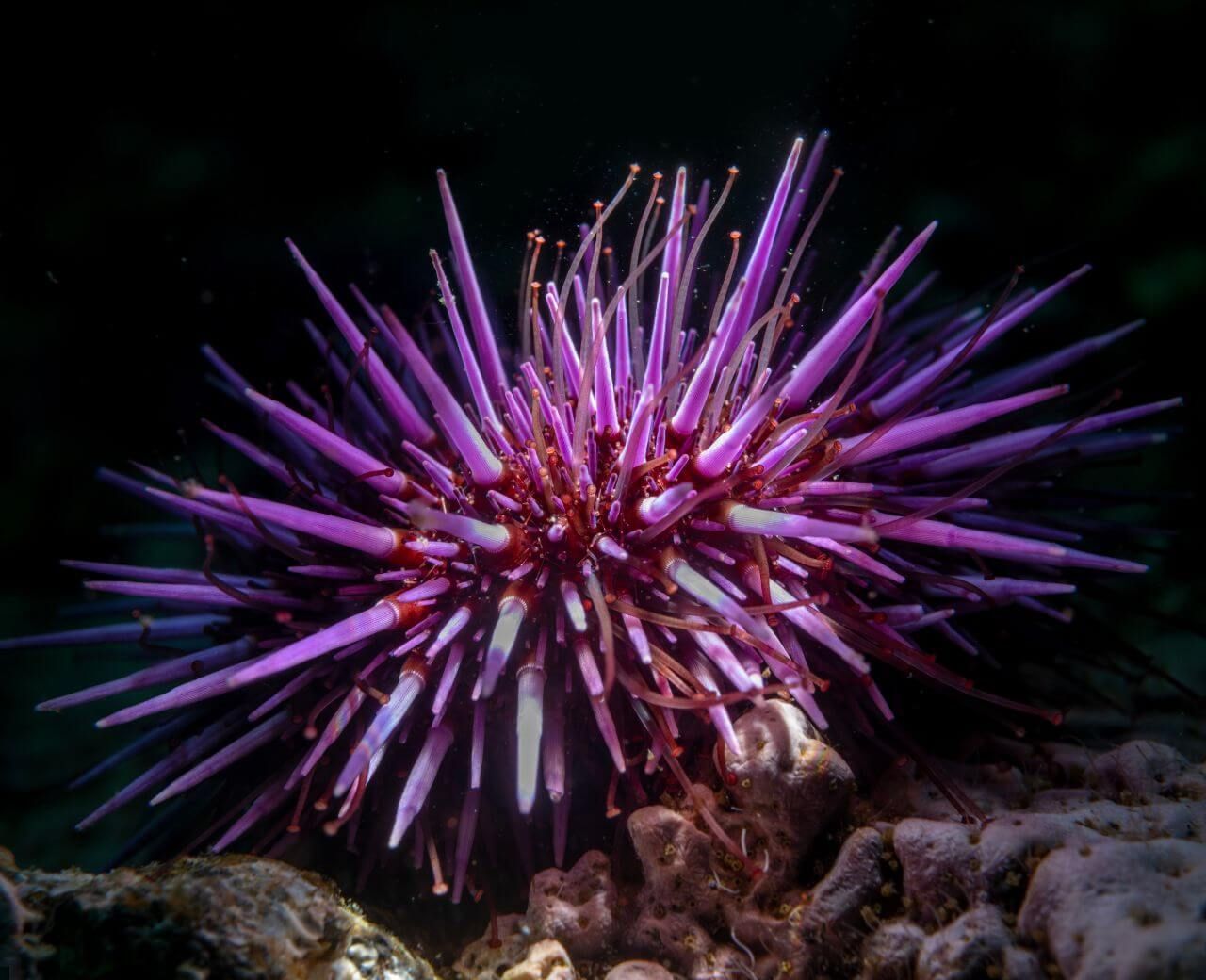 Kelp Forests | Home to Sea Otters and Urchins