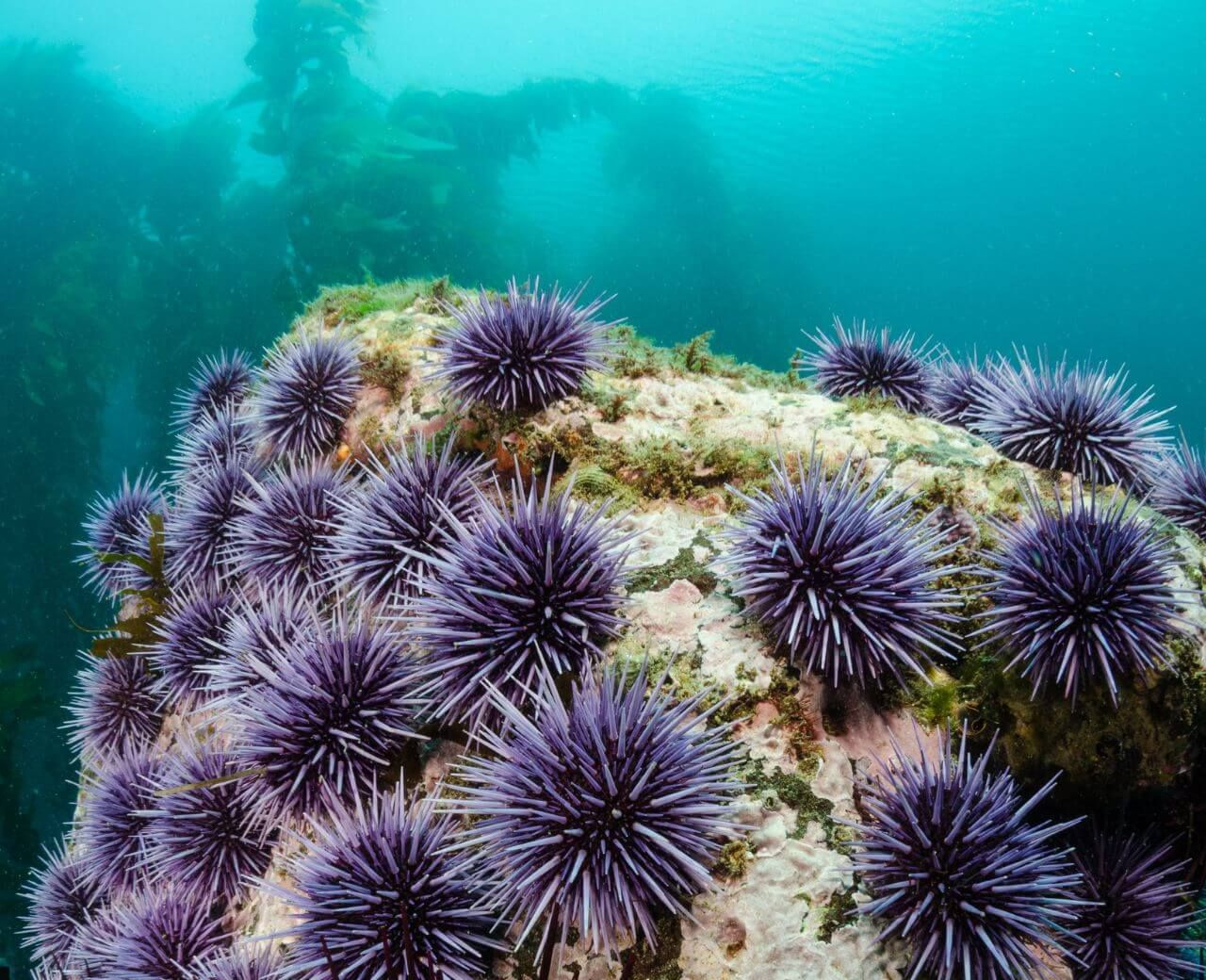 Kelp Forests | Home to Sea Otters and Urchins