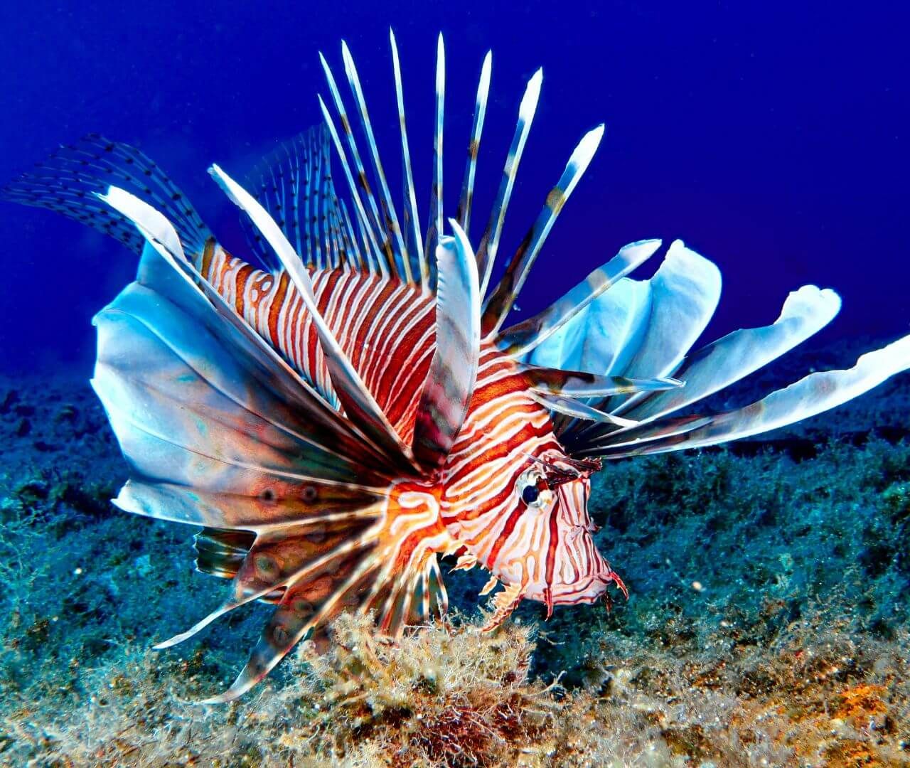 Lionfish | Invasive Species Takeover