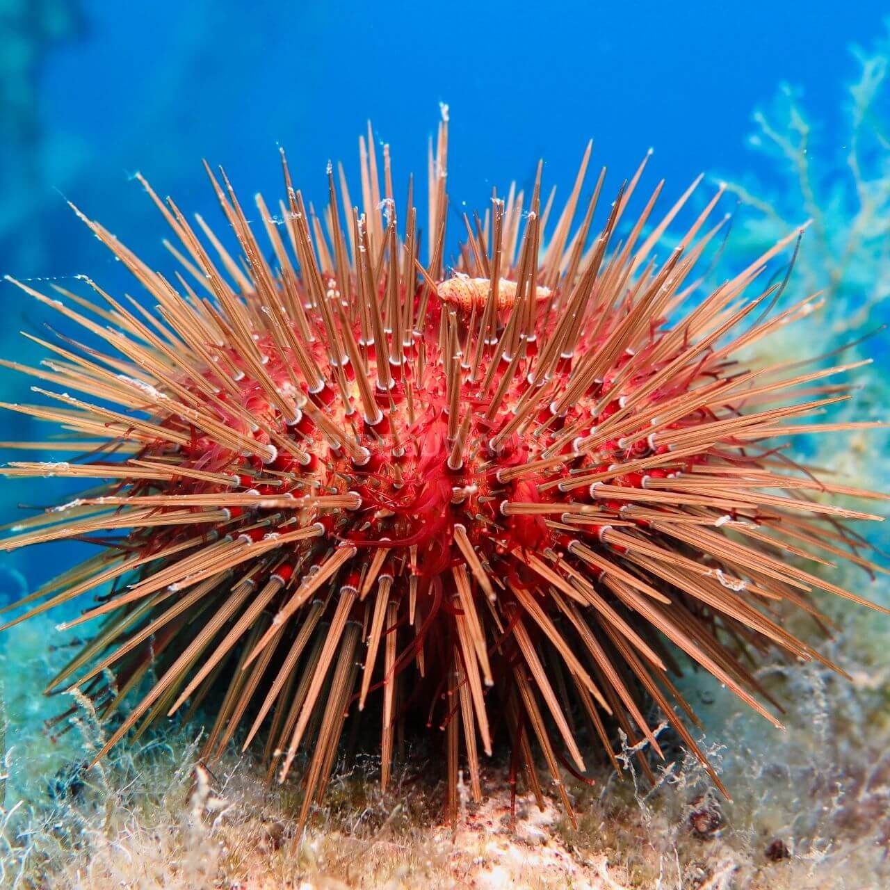 Sea Urchins | Prickly Ocean Invertebrates