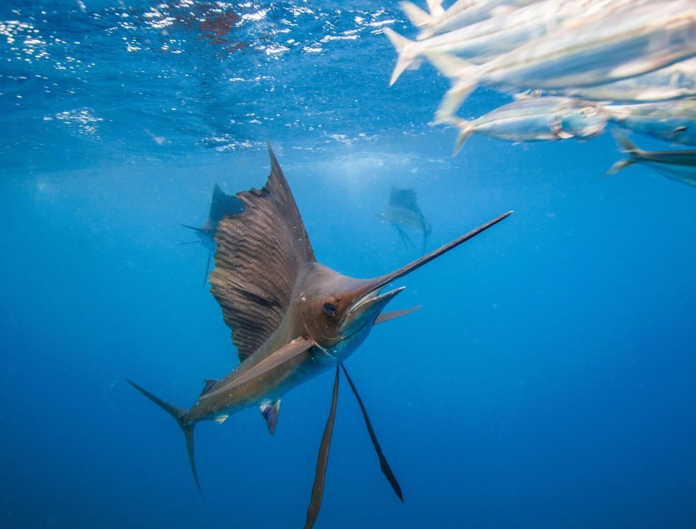 Marlins | The Fastest Fish in the World