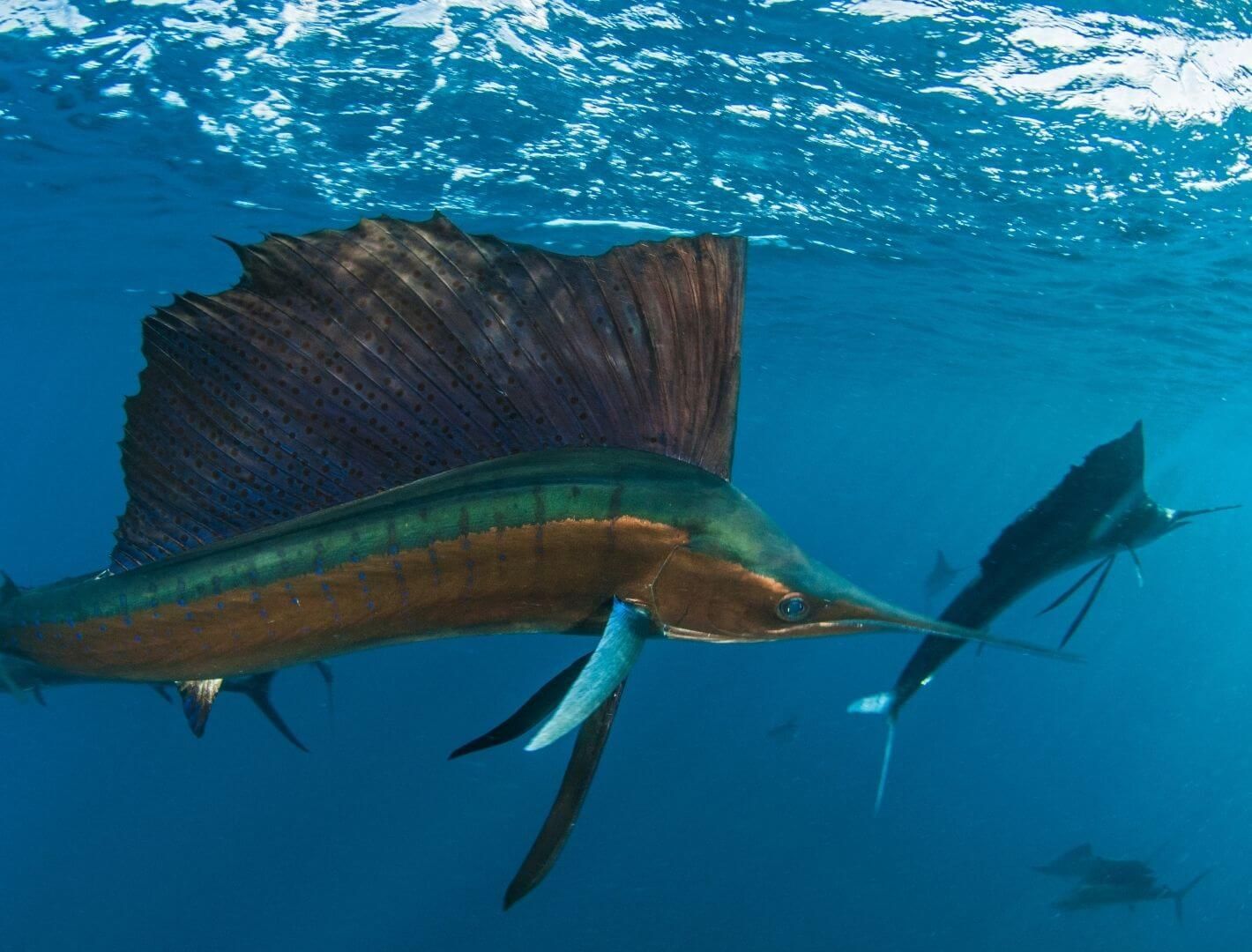 Marlins | The Fastest Fish in the World
