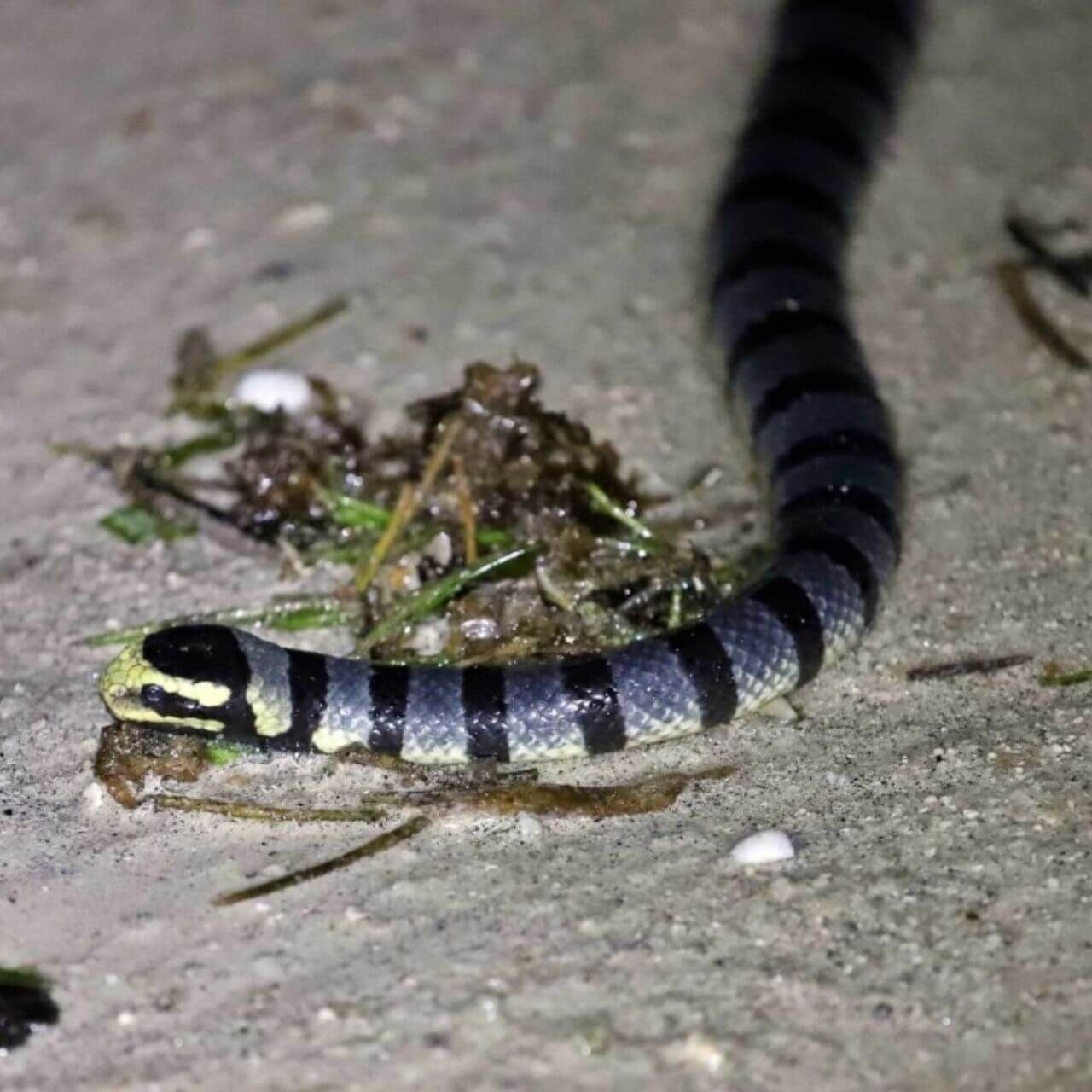 Sea Snakes | Ocean-Dwelling Snakes