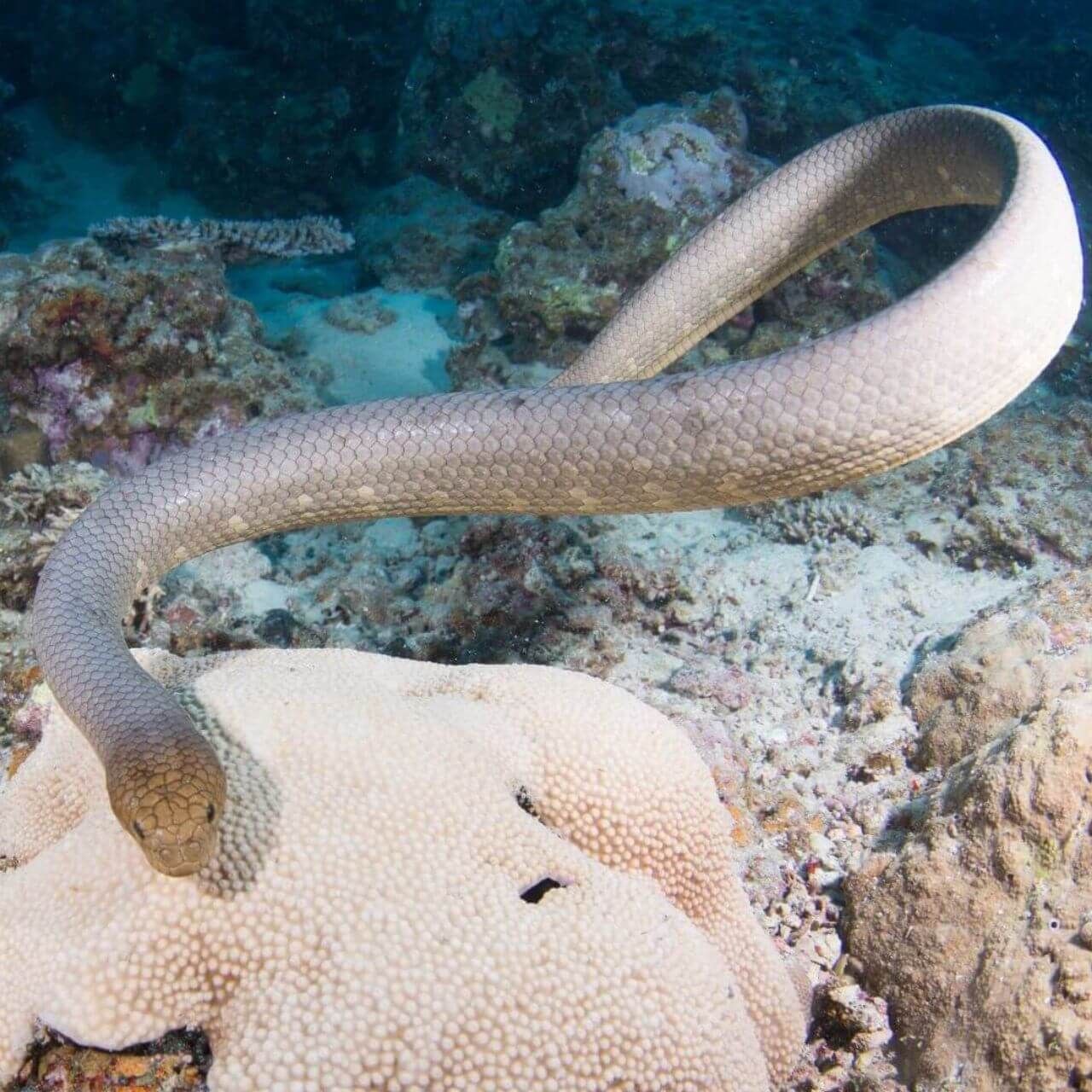 Sea Snakes | Ocean-Dwelling Snakes