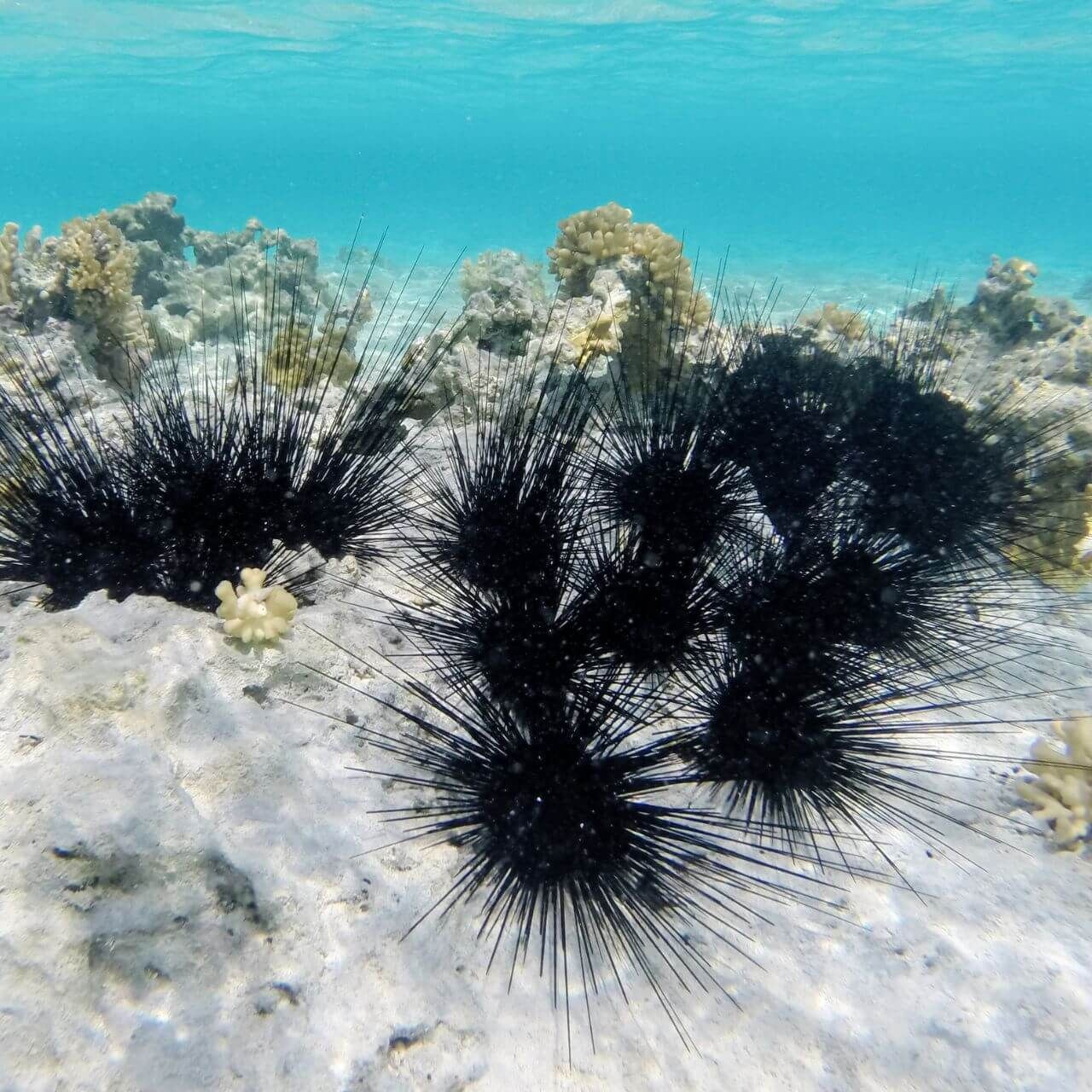 Sea Urchins | Prickly Ocean Invertebrates