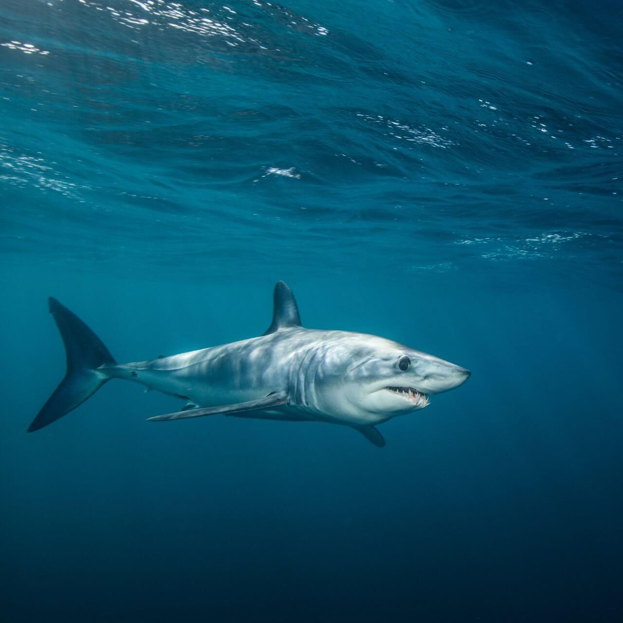 Sharks | Powerful (and Misunderstood) Ocean Predators