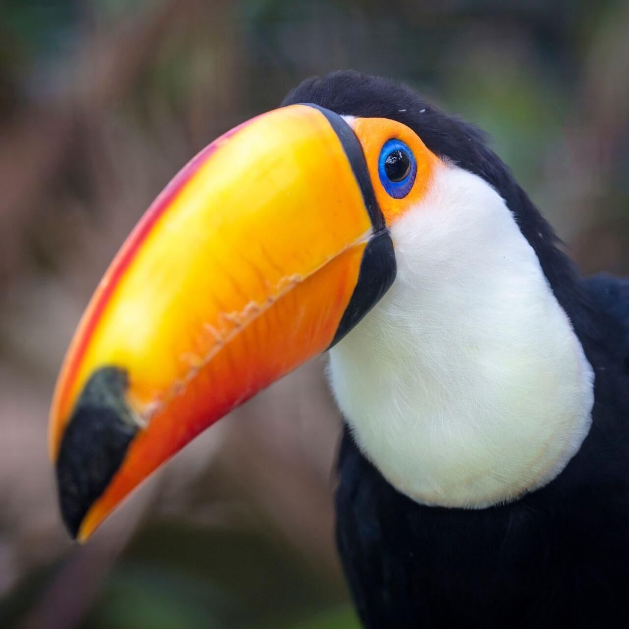 Toucans | Research Their Long, Colorful Beaks
