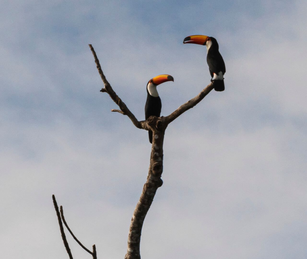 Toucans | Research Their Long, Colorful Beaks
