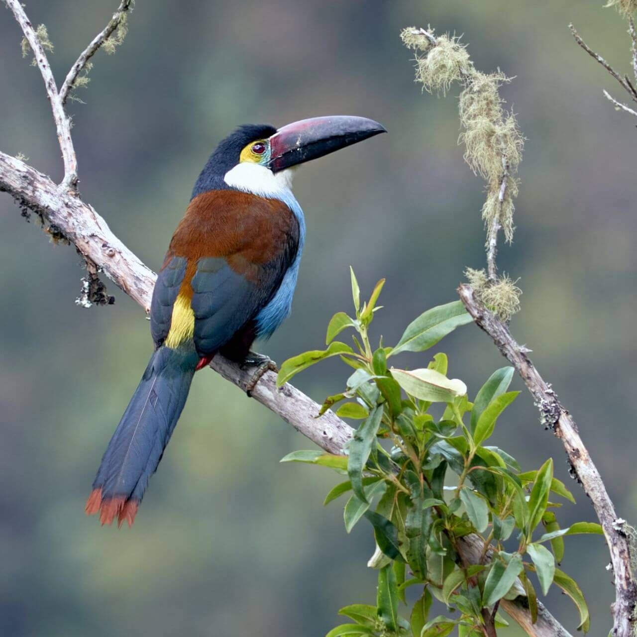 Toucans | Research Their Long, Colorful Beaks