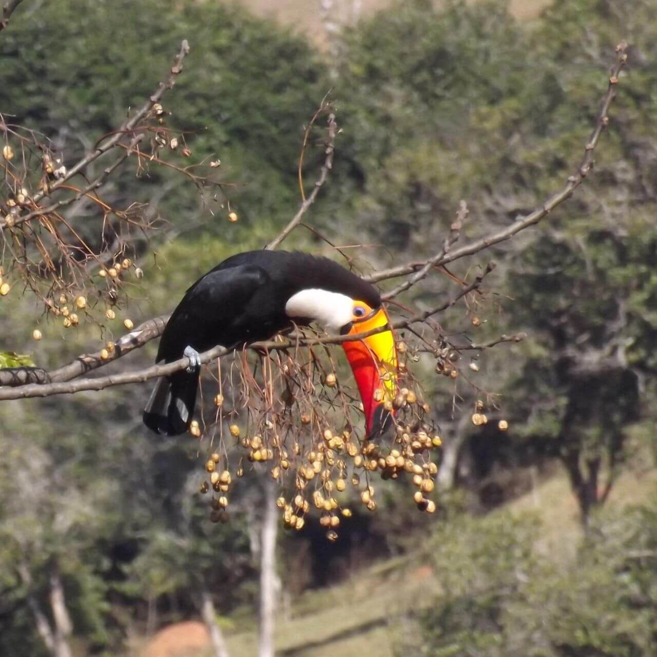 Toucans | Research Their Long, Colorful Beaks