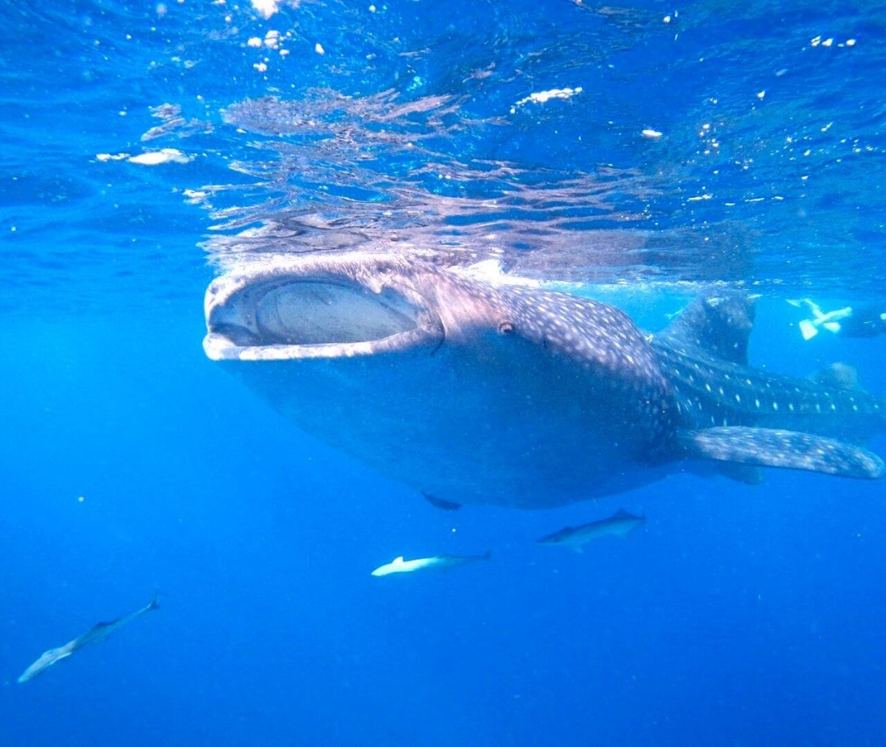 Sharks | Powerful (and Misunderstood) Ocean Predators