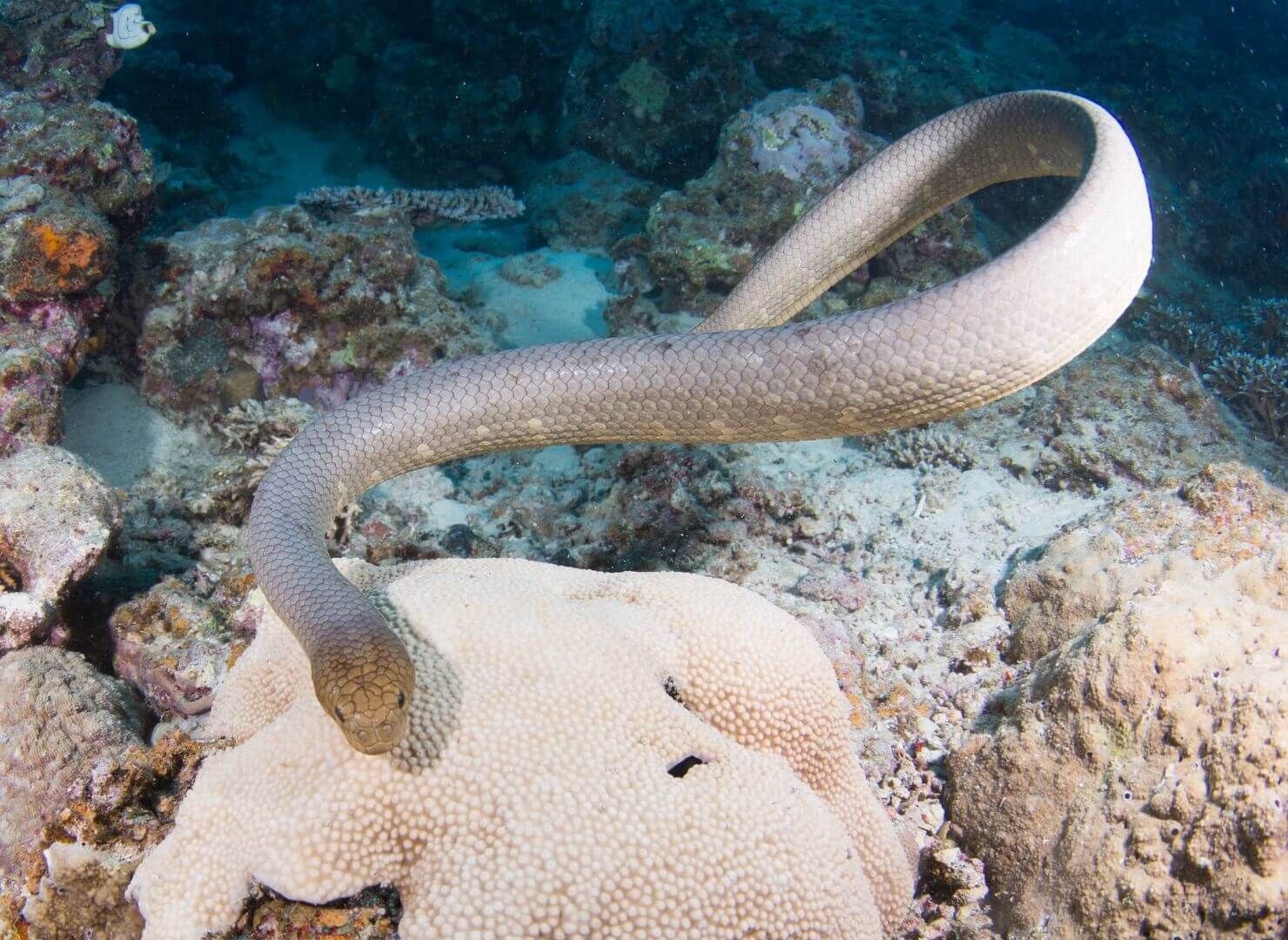 Sea Snakes | Ocean-Dwelling Snakes