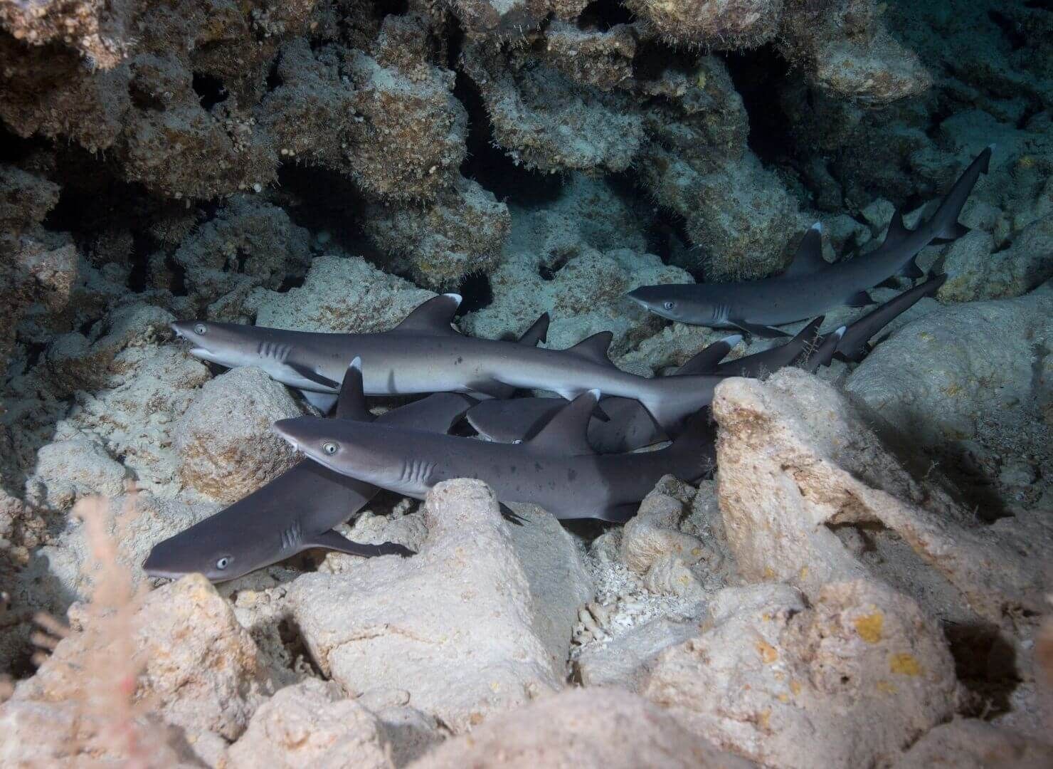 Sharks | Powerful (and Misunderstood) Ocean Predators