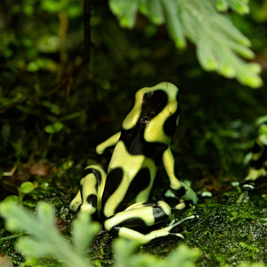 Poison Dart Frogs | The World's Most Toxic Amphibians