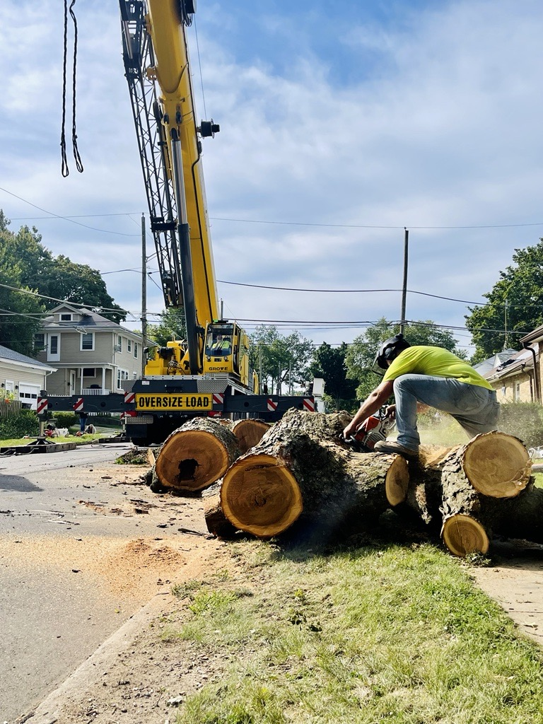 Tree Service in Fort Wayne, IN