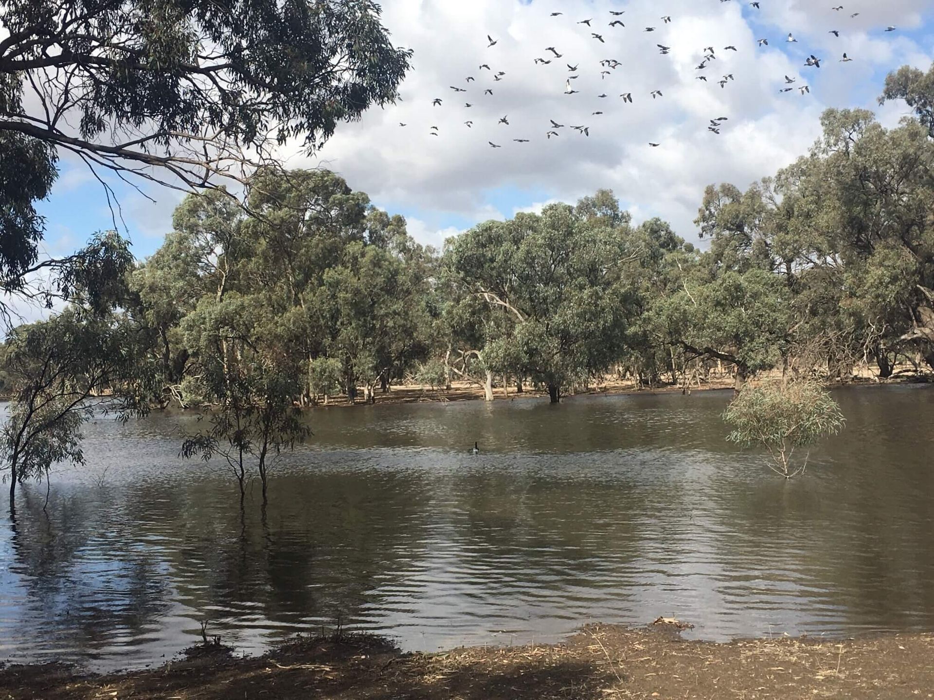 Environmental Water - Murray Irrigation Project