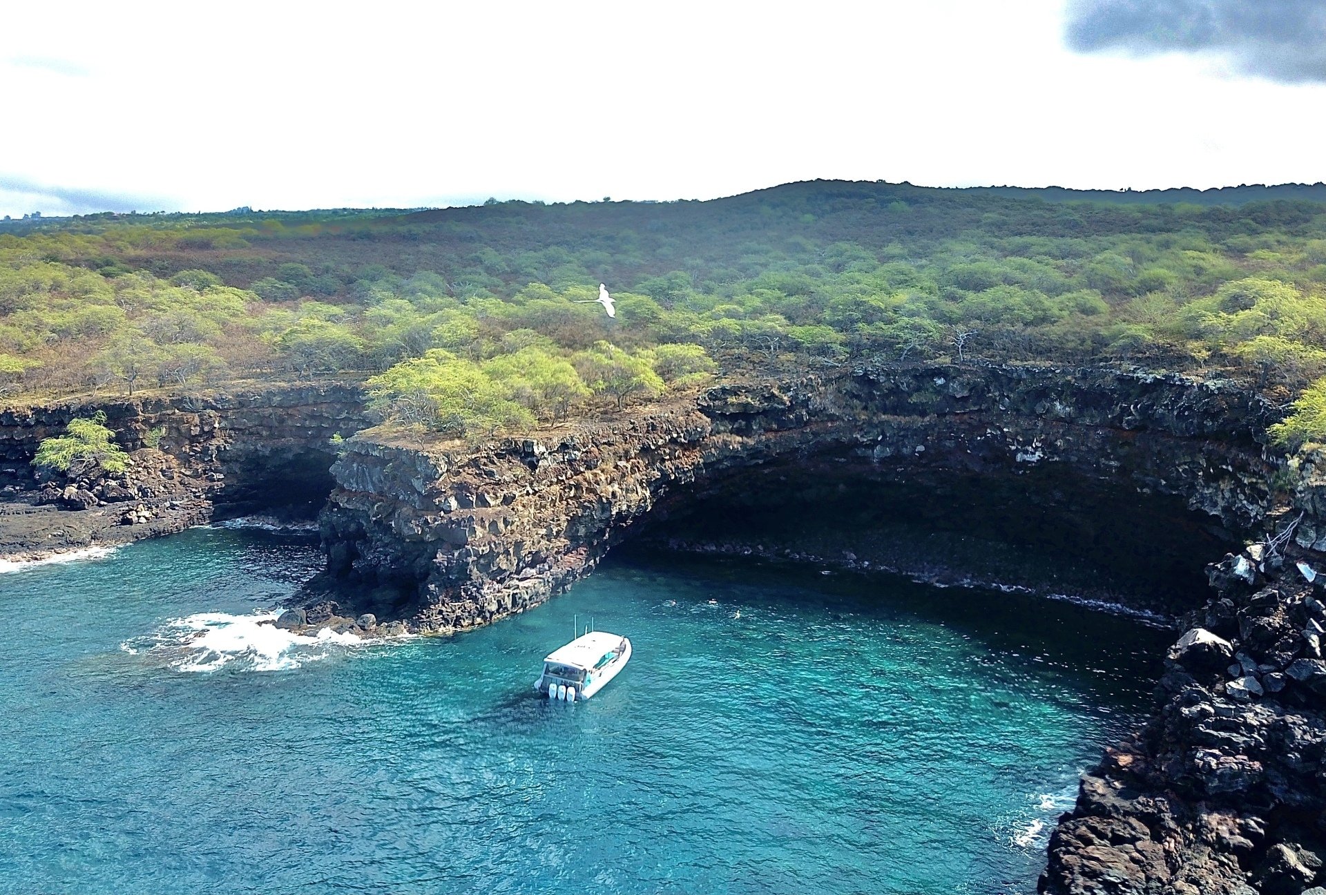 Best Dolphin Reef Snorkeling Tour in Kona, Big Island