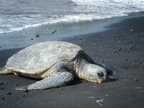 Volcanoes National Park and Waterfall Tour Hilo