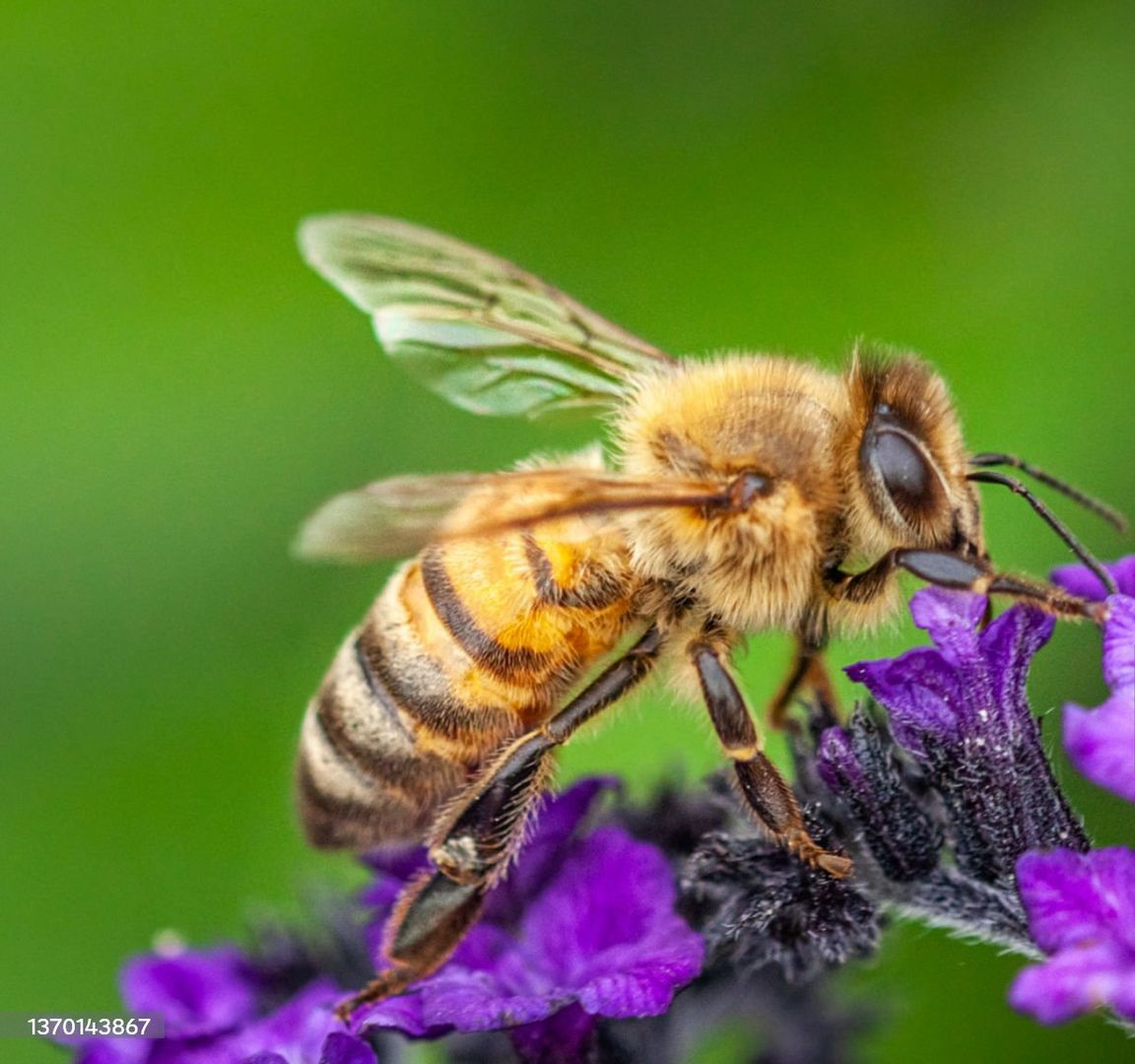 Exterminator | Brownstown, MI | Downriver Pest Control