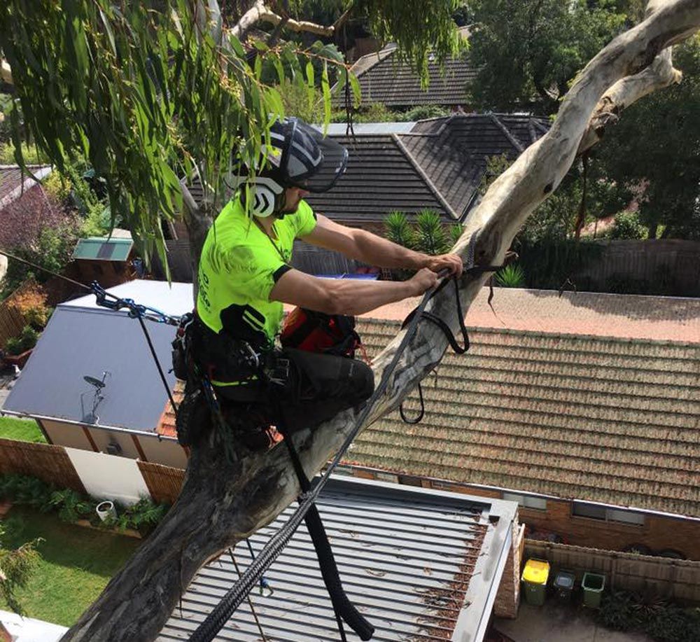 Tree Services Sunshine Coast | Arborclimb