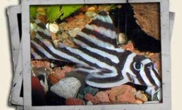 Plecos Fish – Canonsburg, PA – Wet Pets and Friends
