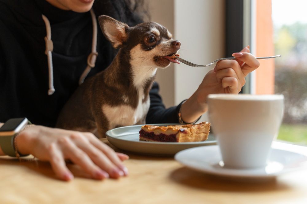 How Much Should I Feed My Dog? A Complete Guide