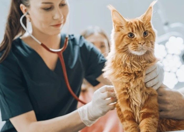 Professional Feline Care Services: Check How We Can Help You