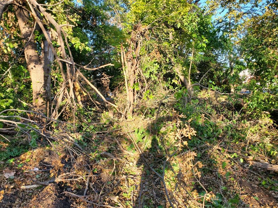 Tree Care | Hammond, IN | Howard’s Tree Service