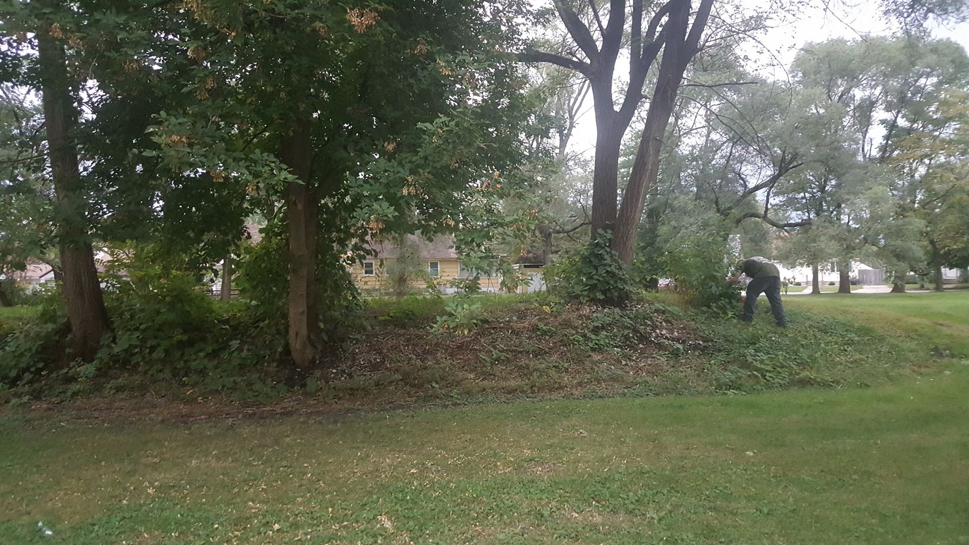 Remove Dead Trees | Hammond, IN | Howard’s Tree Service