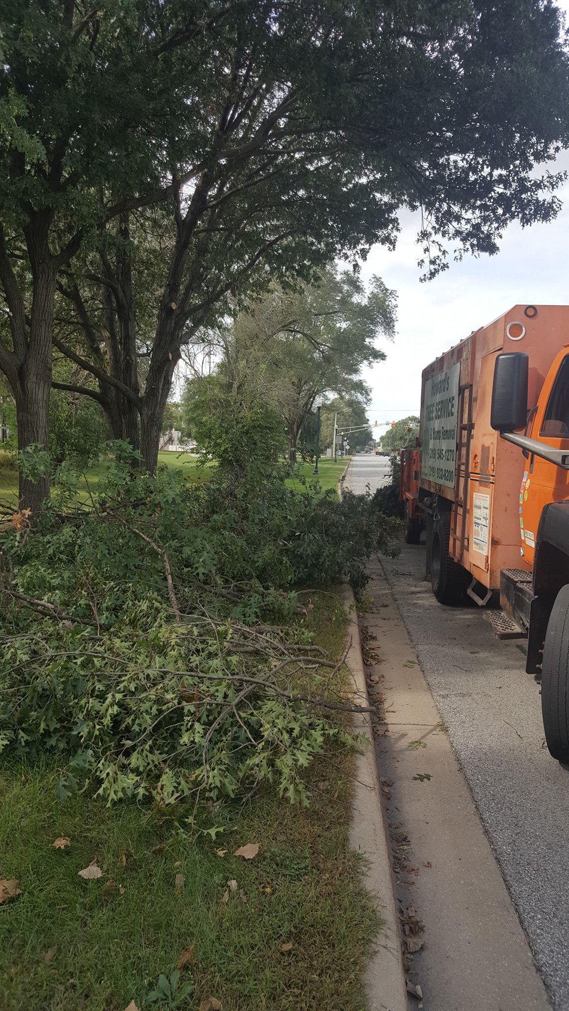 Remove Dead Trees | Hammond, IN | Howard’s Tree Service