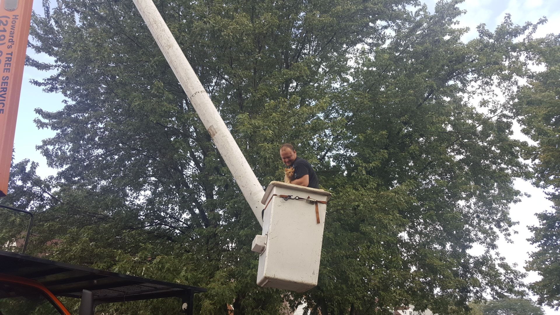Tree Maintenance | Hammond, IN | Howard’s Tree Service