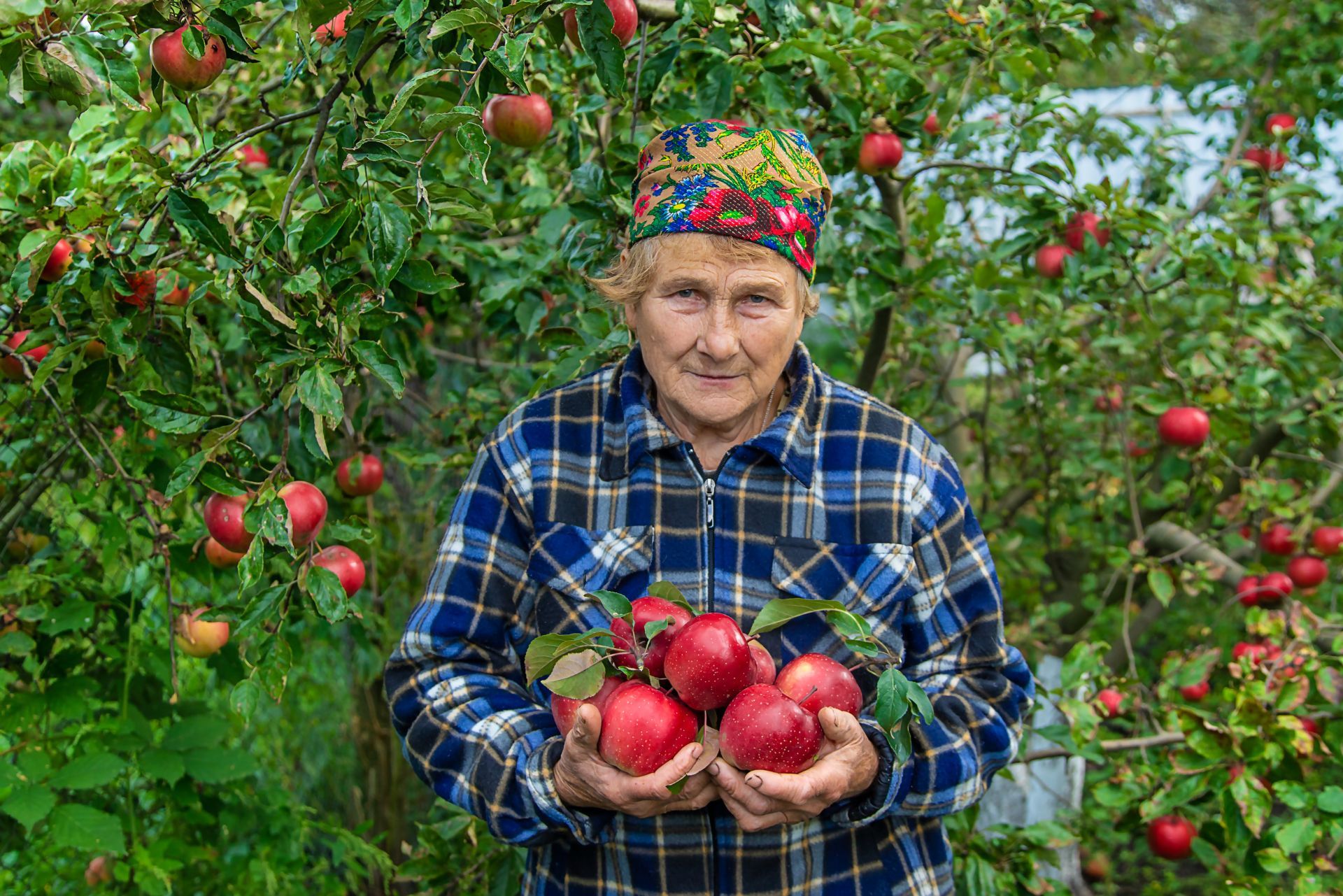 Orchard Fruit Grower Insurance (Cost & Coverage)