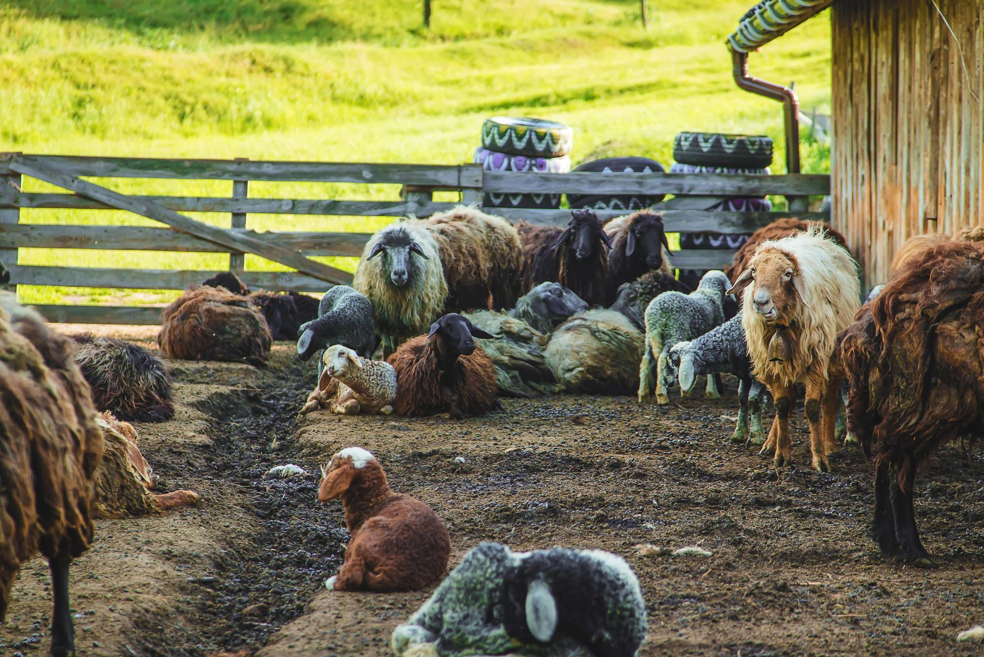 Sheep & Goat Farm Insurance (Cost & Coverage)