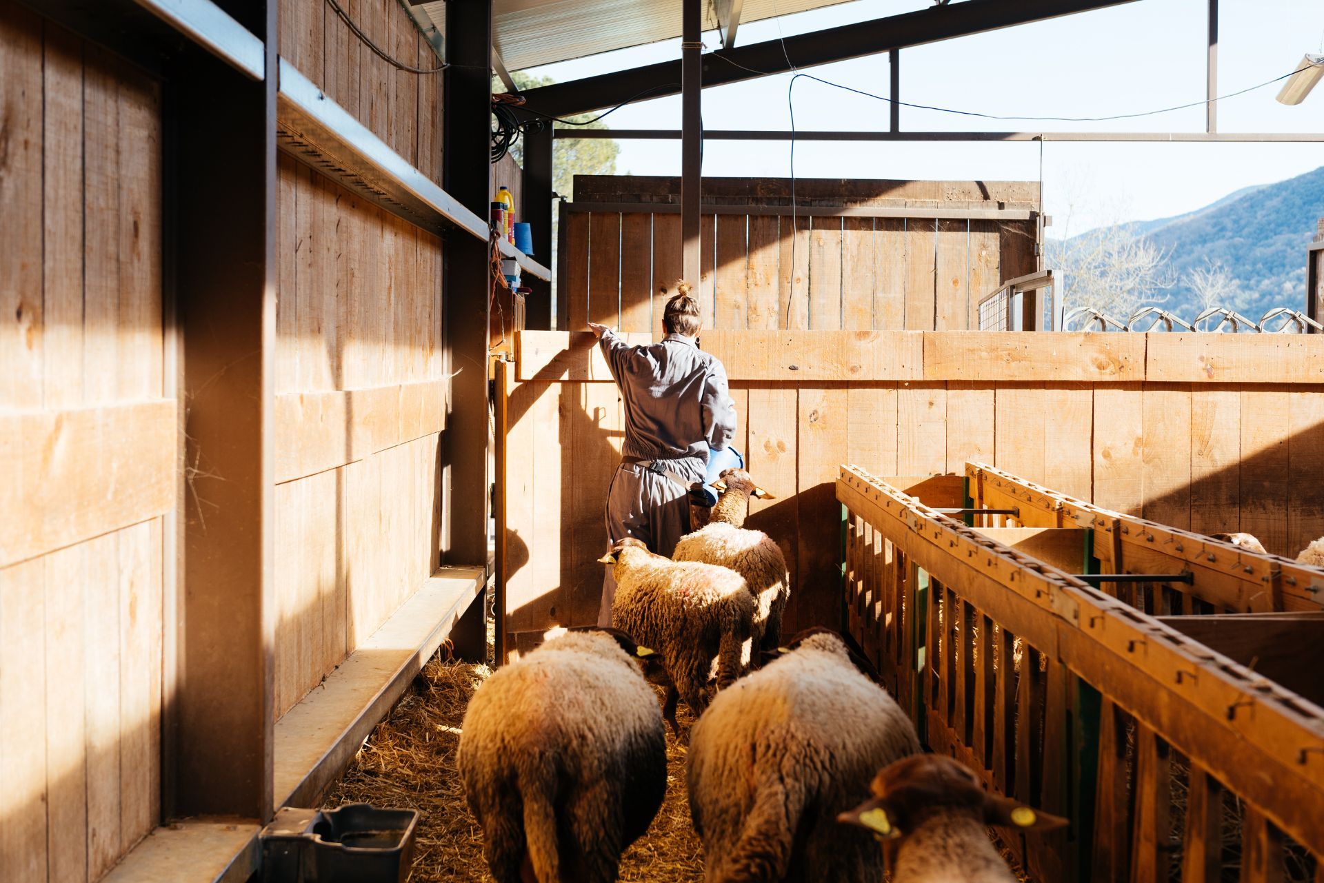 Sheep & Goat Farm Insurance (Cost & Coverage)