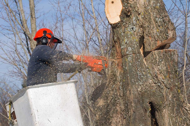 All Around Landscape & Tree Service | Tree Service in Fairport, NY