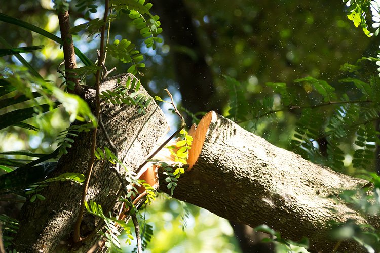 All Around Landscape & Tree Service | Tree Service in Fairport, NY