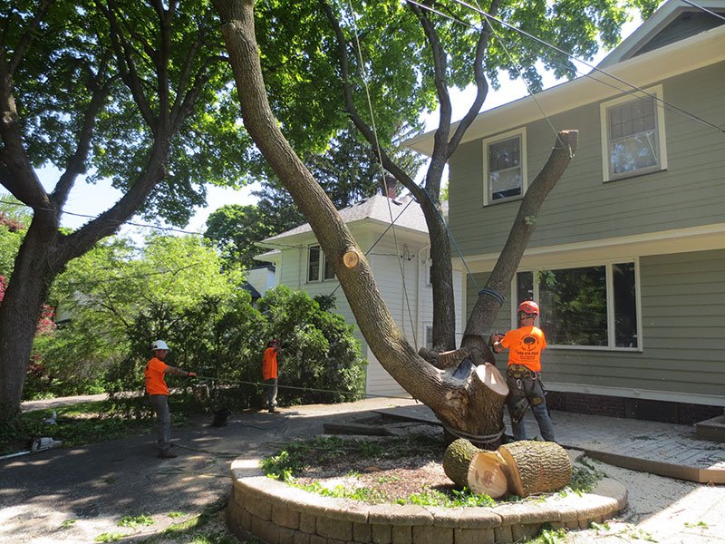 All Around Landscape & Tree Service | Tree Service in Fairport, NY