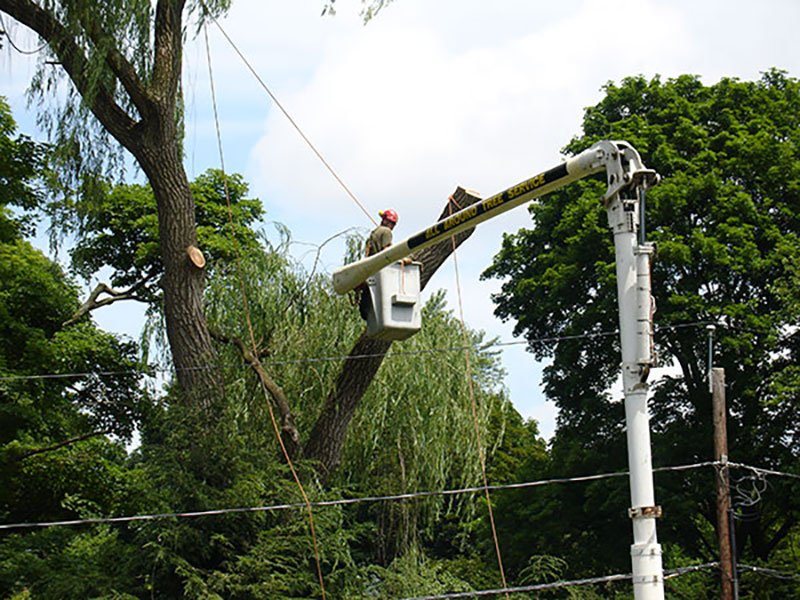 All Around Landscape & Tree Service | Tree Service in Fairport, NY