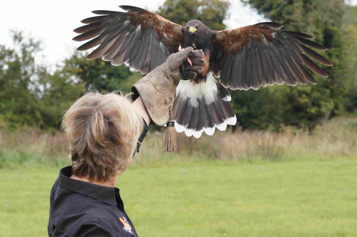 Falconry Experience Days & Events | West Sussex Falconry