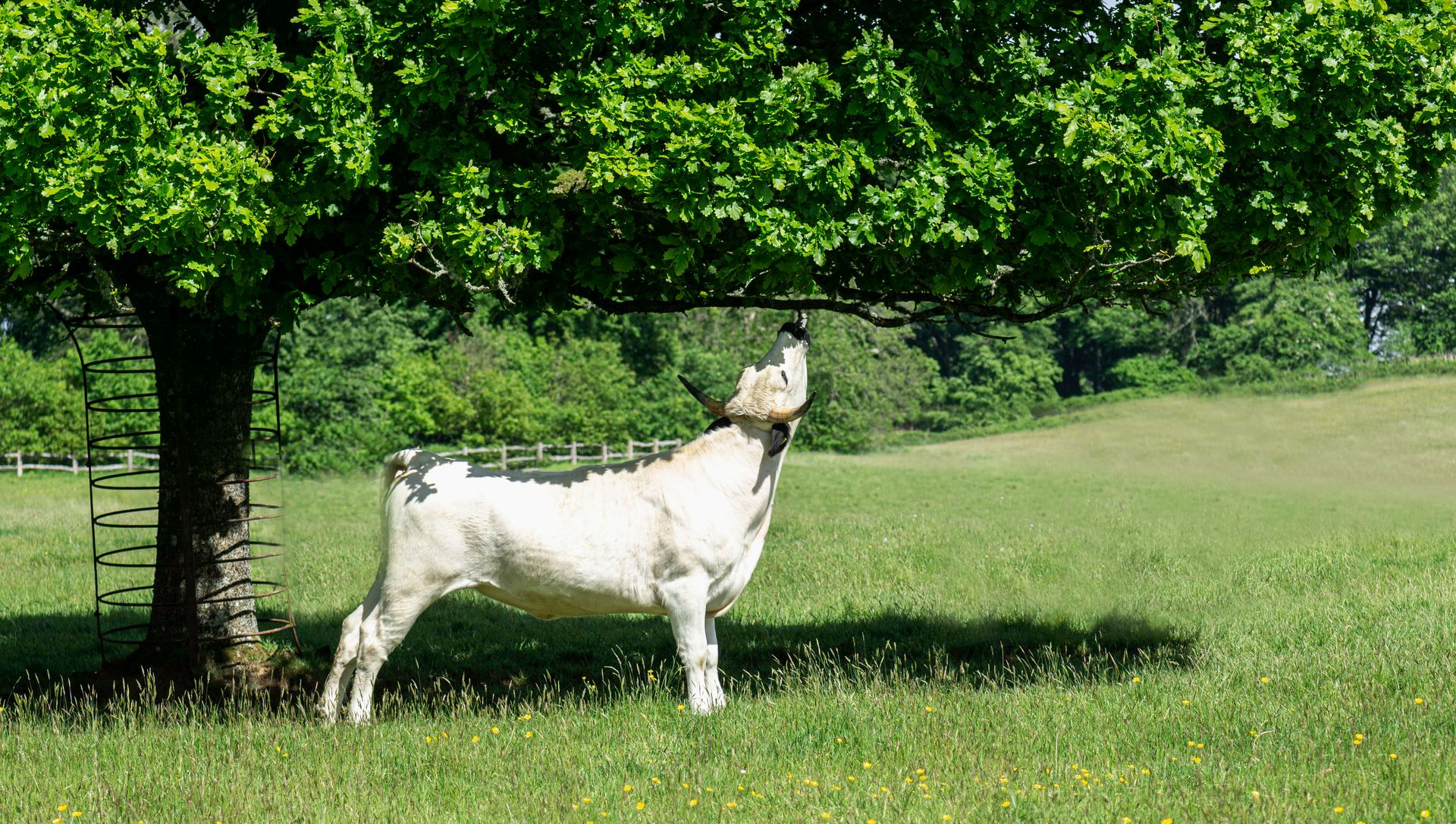 White Park Cow Reaching For Food Print