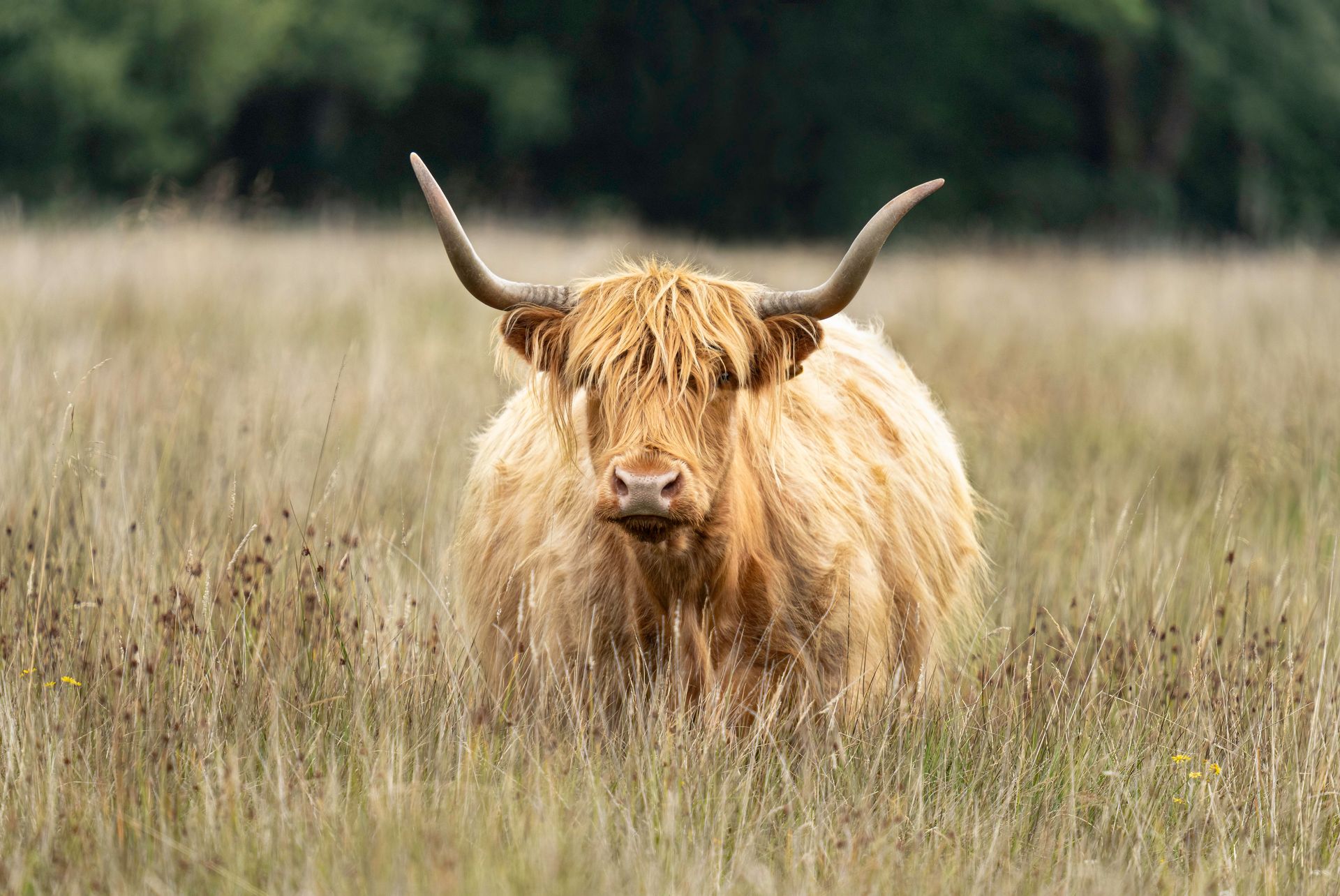 Majestic Highland Cattle in the Wild
