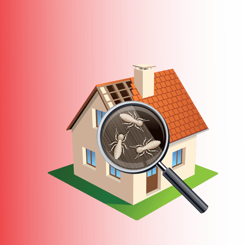 Simpsonville’s #1 Rated Termite Inspector