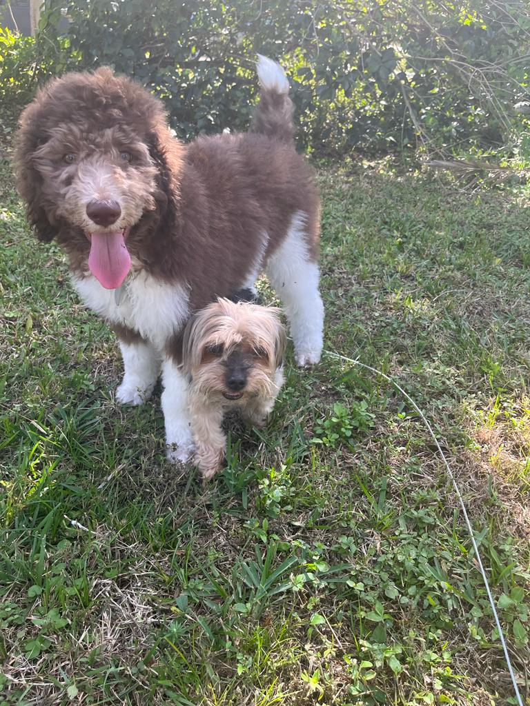 Our Dogs | Puppies 'N Da Garden