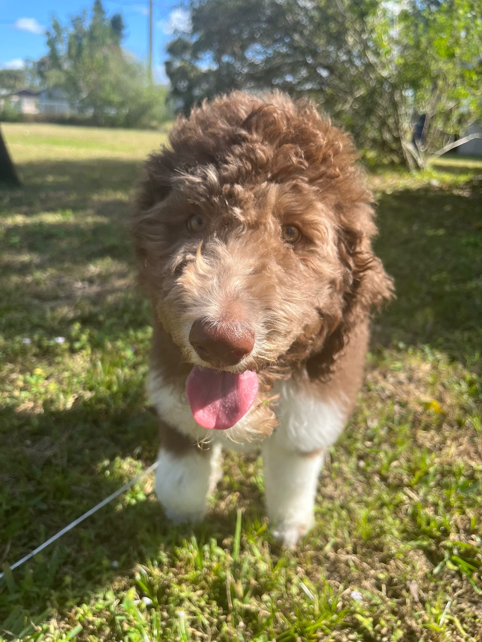 Our Dogs | Puppies 'N Da Garden