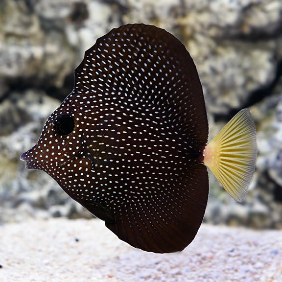 Gem Tang For Sale Live Aquariam Saltwater Fish