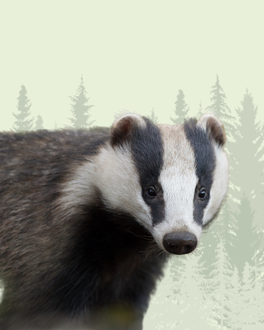 Wild Animals Around Us