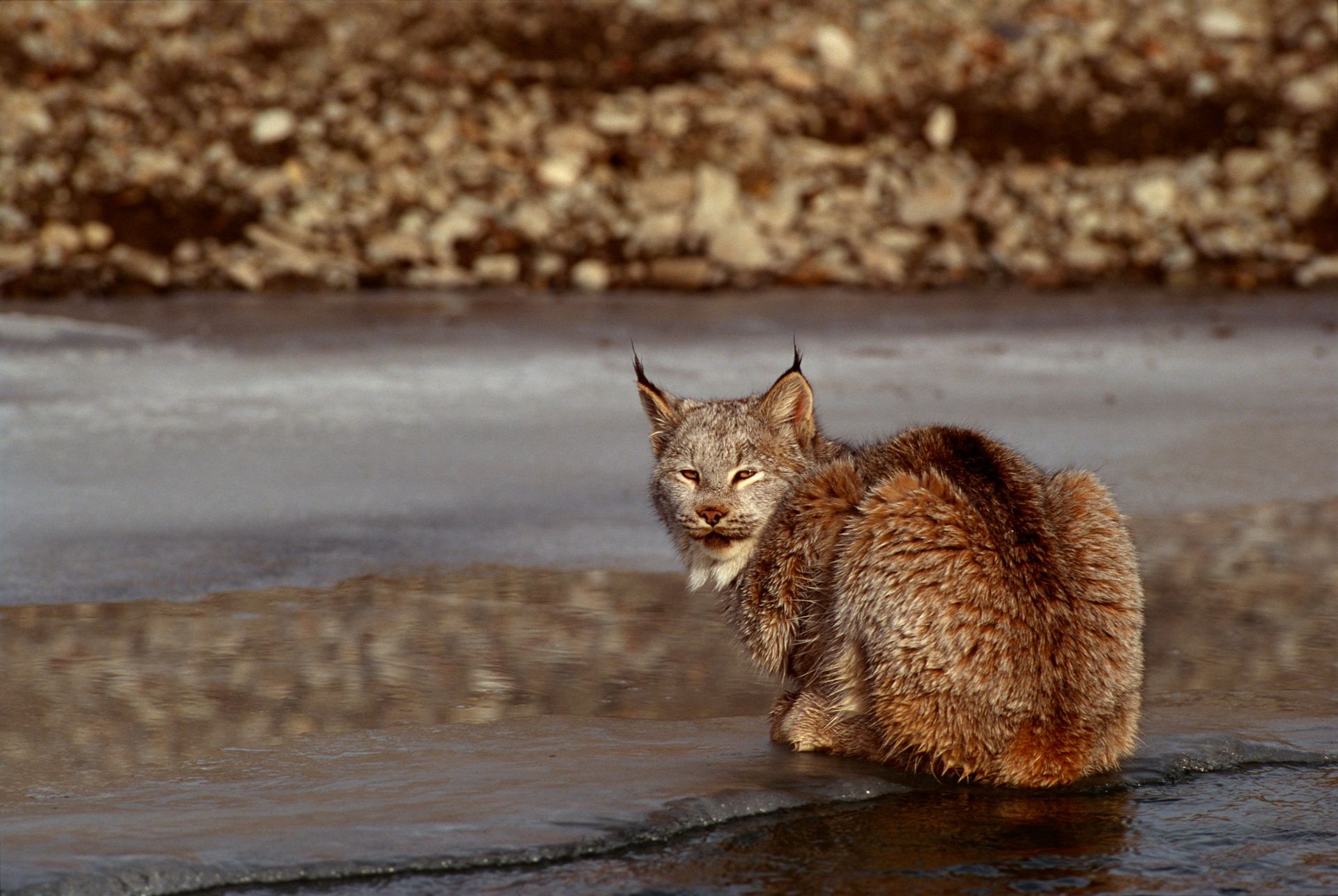 Bobcat