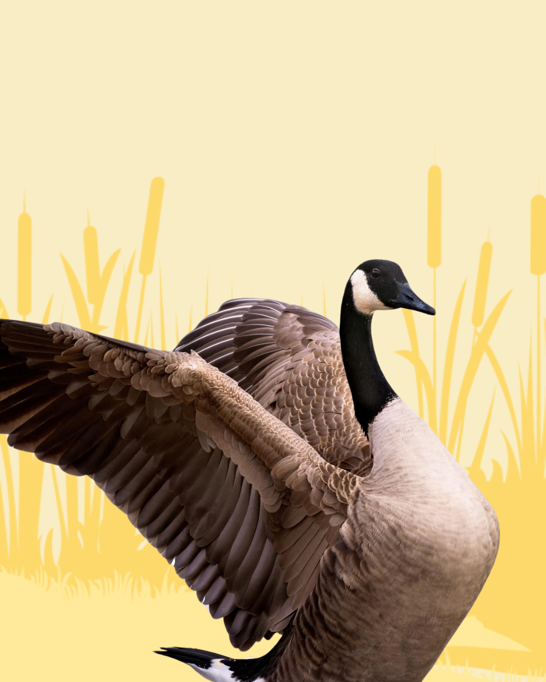 Wild Animals Around Us