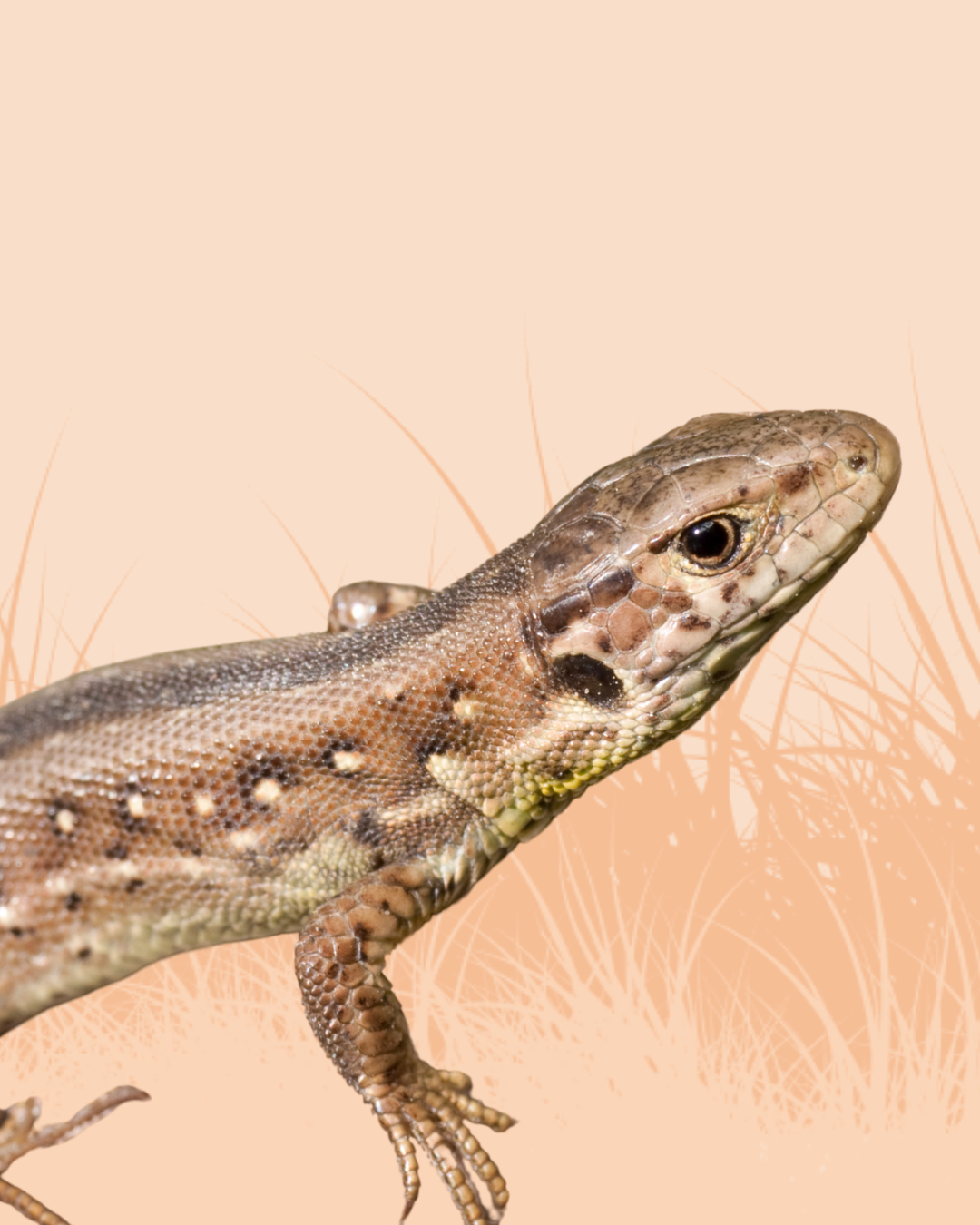 Wild Animals Around Us